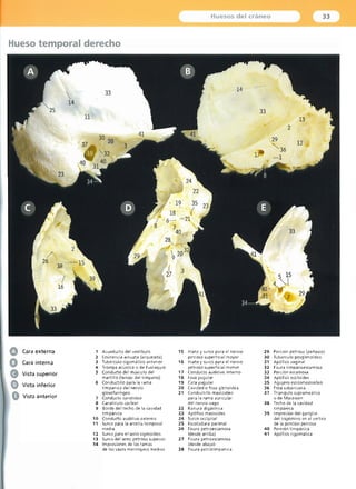 McMinn's Clinical Atlas of Human Anatomy.pdf