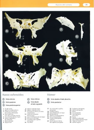 McMinn's Clinical Atlas of Human Anatomy.pdf