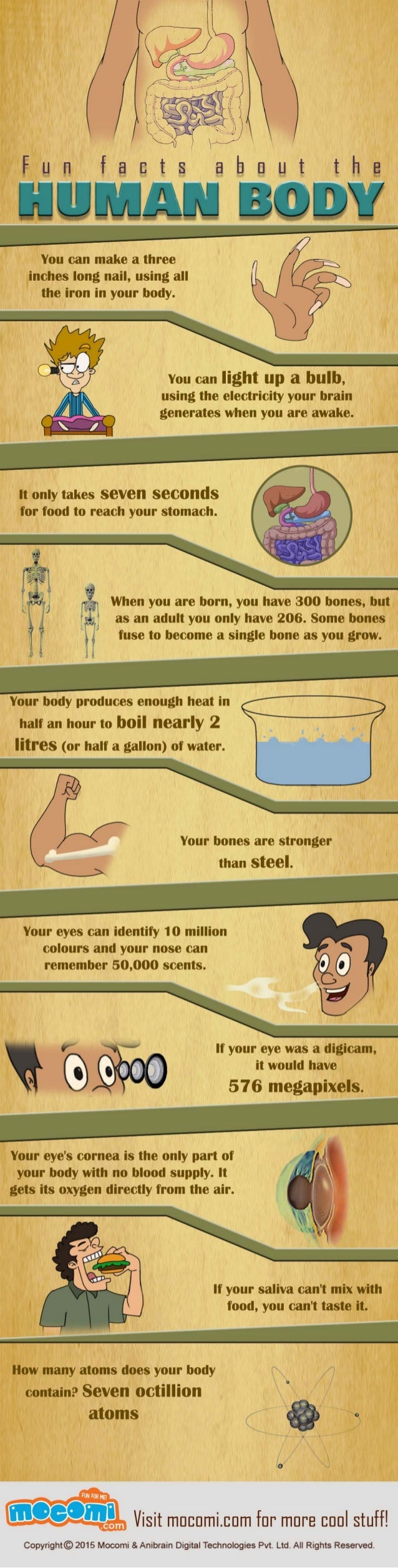 Human Body Fun Facts For Kids Mocomi Human Body Fun Facts For Kids Mocomi