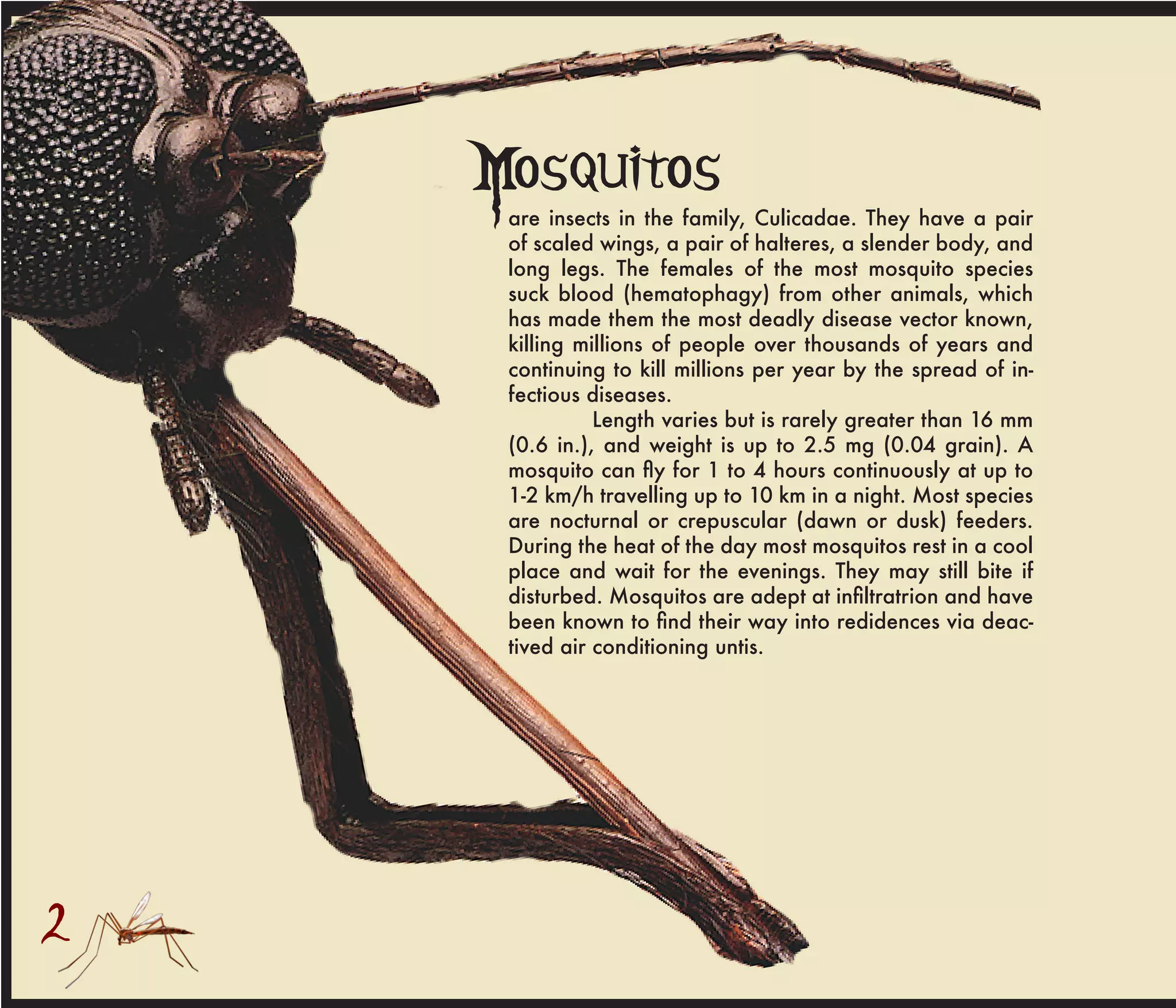 Mosquito Book | PPT