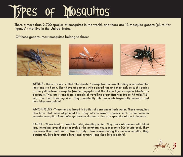 Mosquito Book