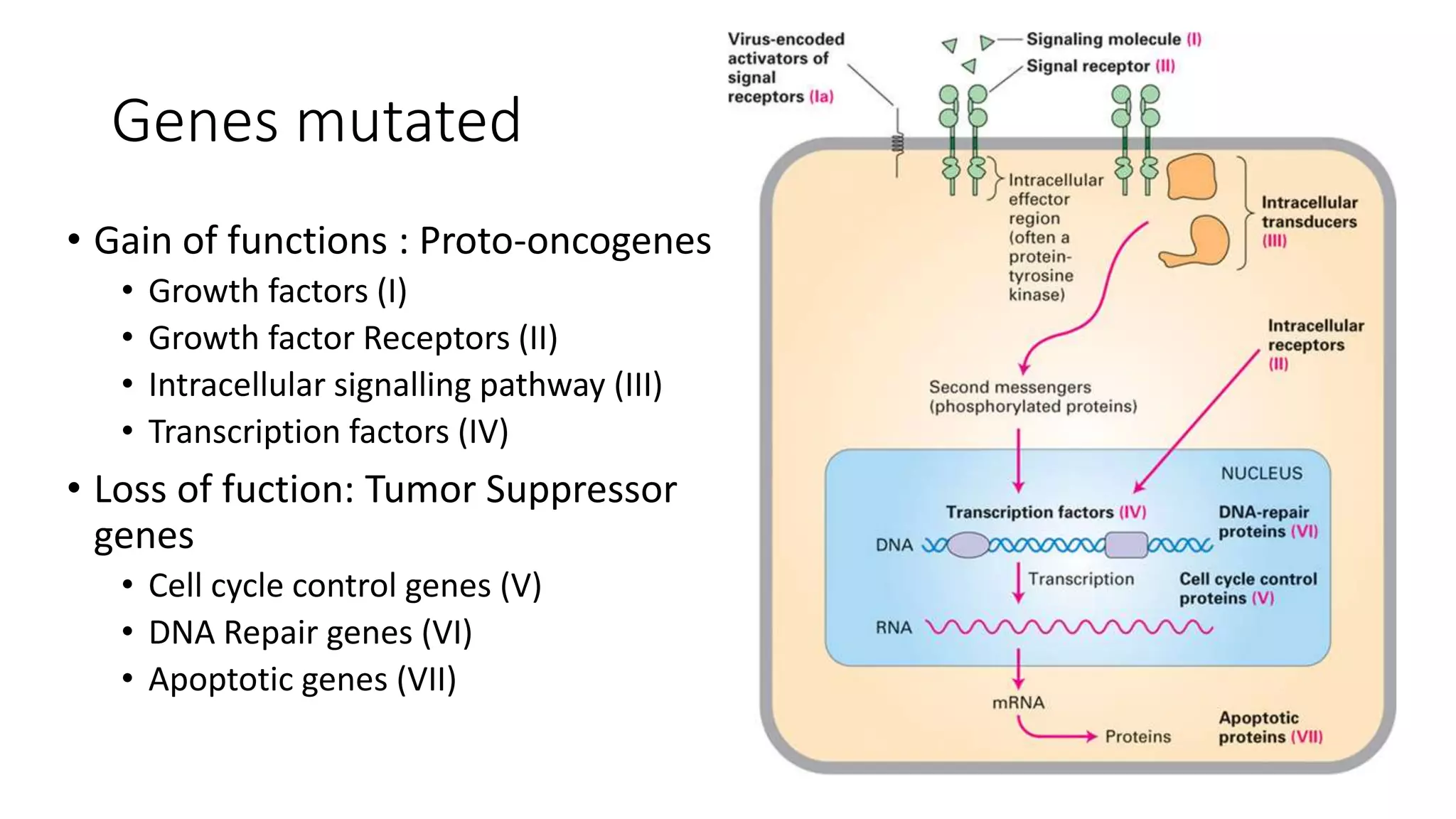 Cancer: Basics | PPTX
