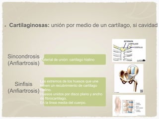 Sistema Osteomuscular | PPTX
