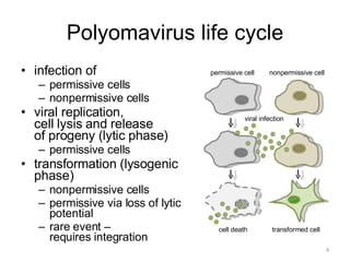 Mcpyv Presentation | PPT