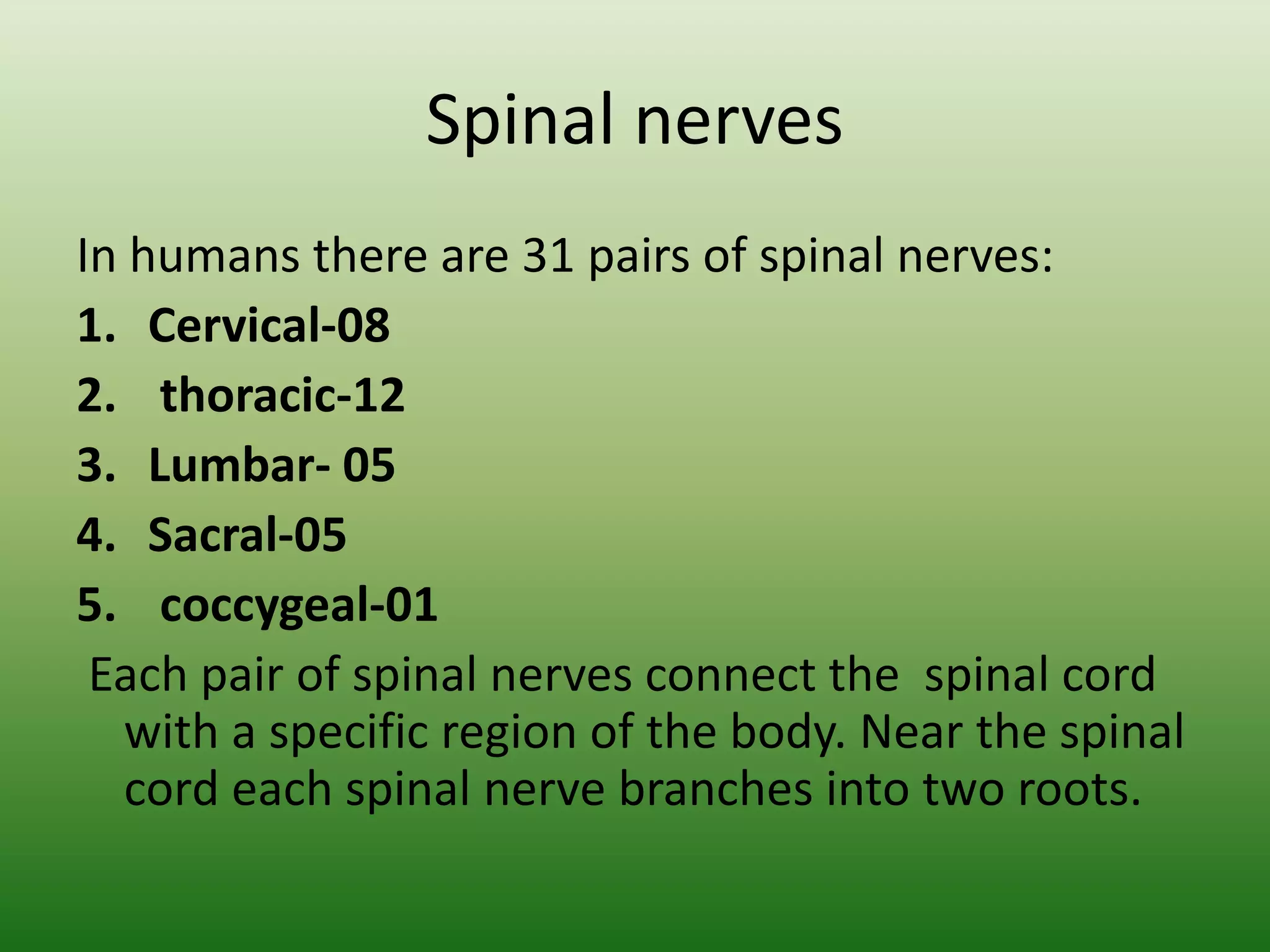 What Are The 31 Spinal Nerves And Their Functions