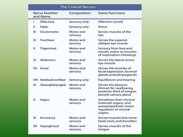 MCQ RELATED TO CRANIAL NERVES AND SPINAL NERVES.pptx