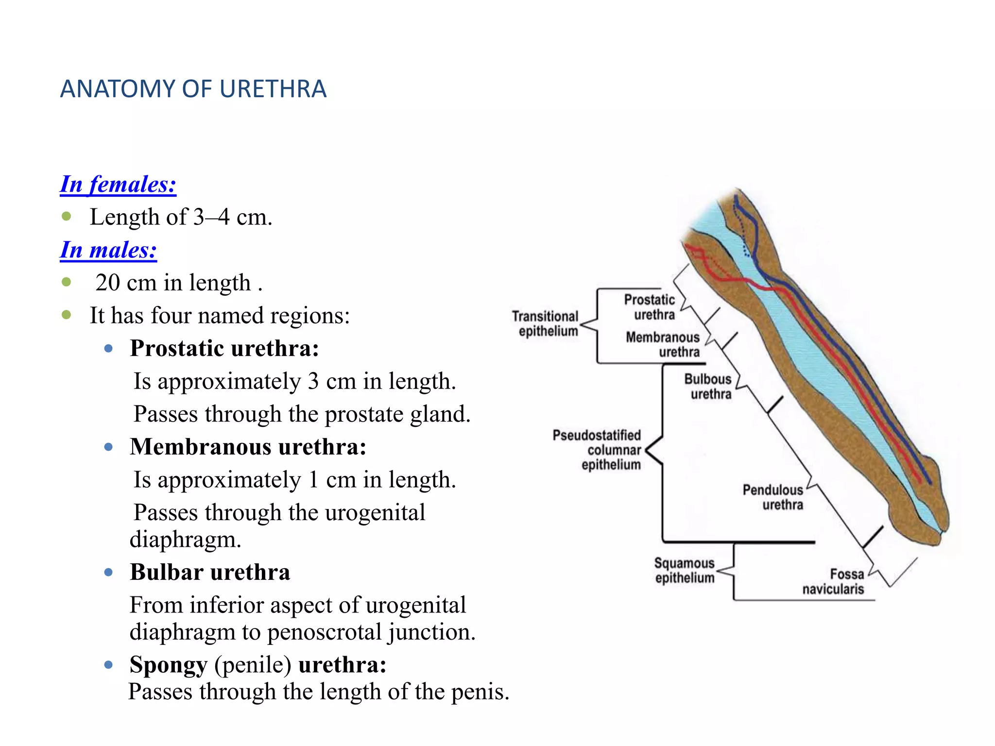 RGU MCU and its interpretation in pathology of Urinary Bladder ...