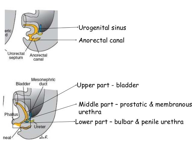 RGU MCU and its interpretation in pathology of Urinary Bladder & Uret…