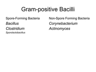 Spore forming bacteria | PPT