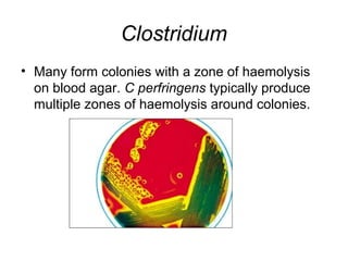 Spore forming bacteria | PPT