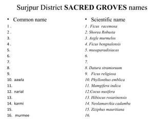 SACRED GROVES | PPT