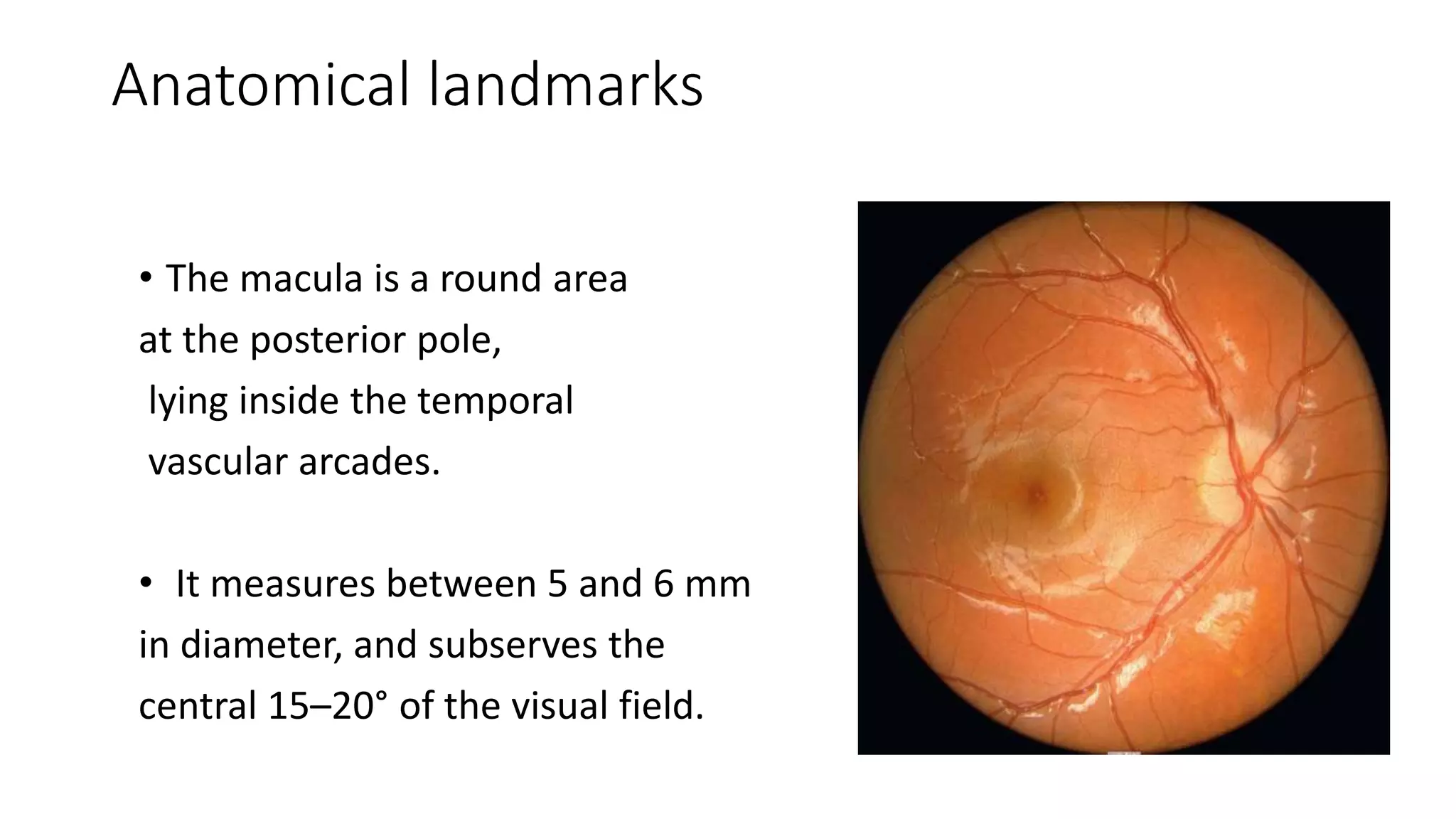 MACULAR DYSTROPHY | PPTX