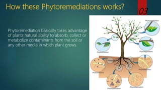 Phytoremediation ppt by Chand.pptx