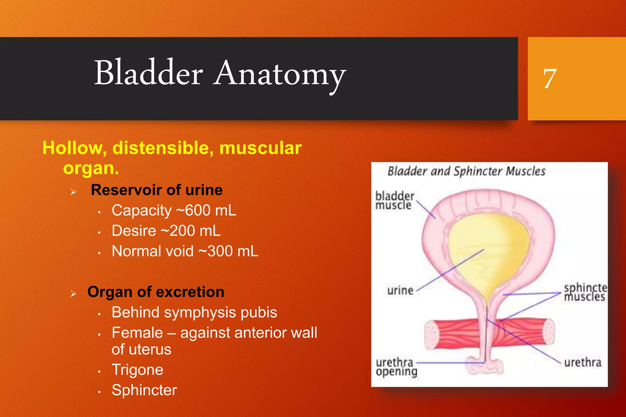 Stress Urinary Incontinence | PPTX