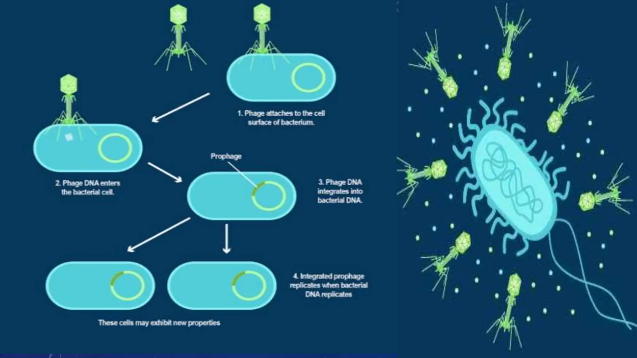 VIRUS CULTIVATION, CLASSIFICATION AND REPRODUCTION | PPT