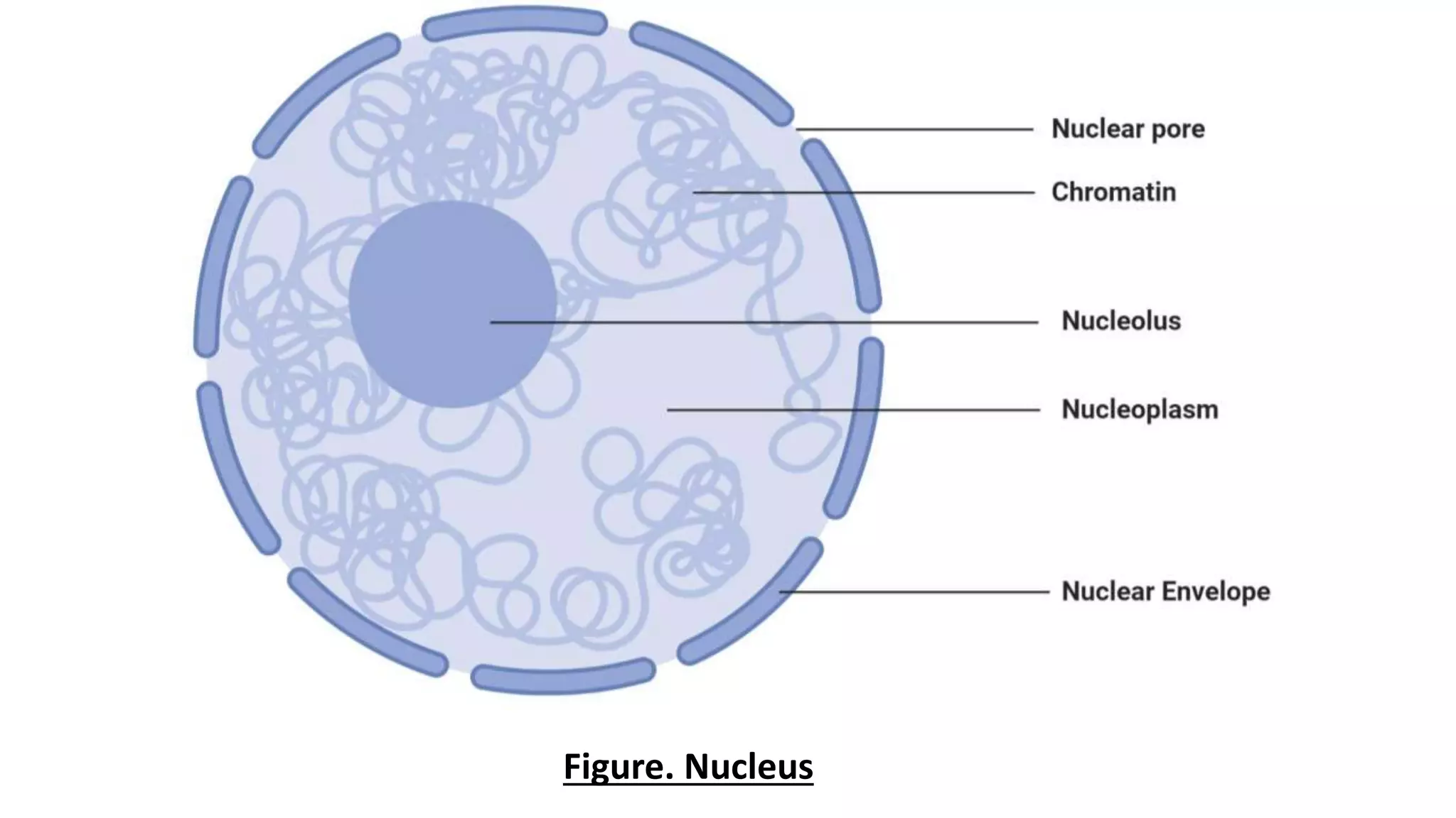Cellular Classification, Sub-cellular organelles | PPTX