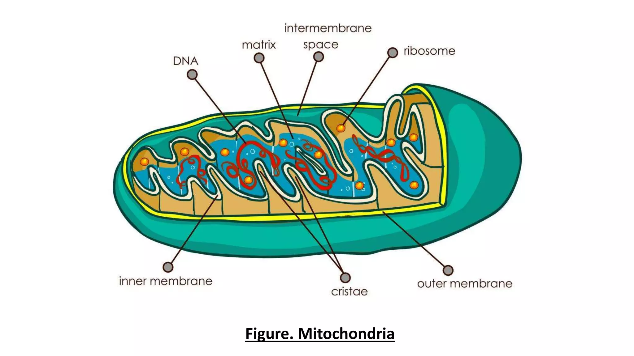 Cellular Classification, Sub-cellular organelles | PPTX