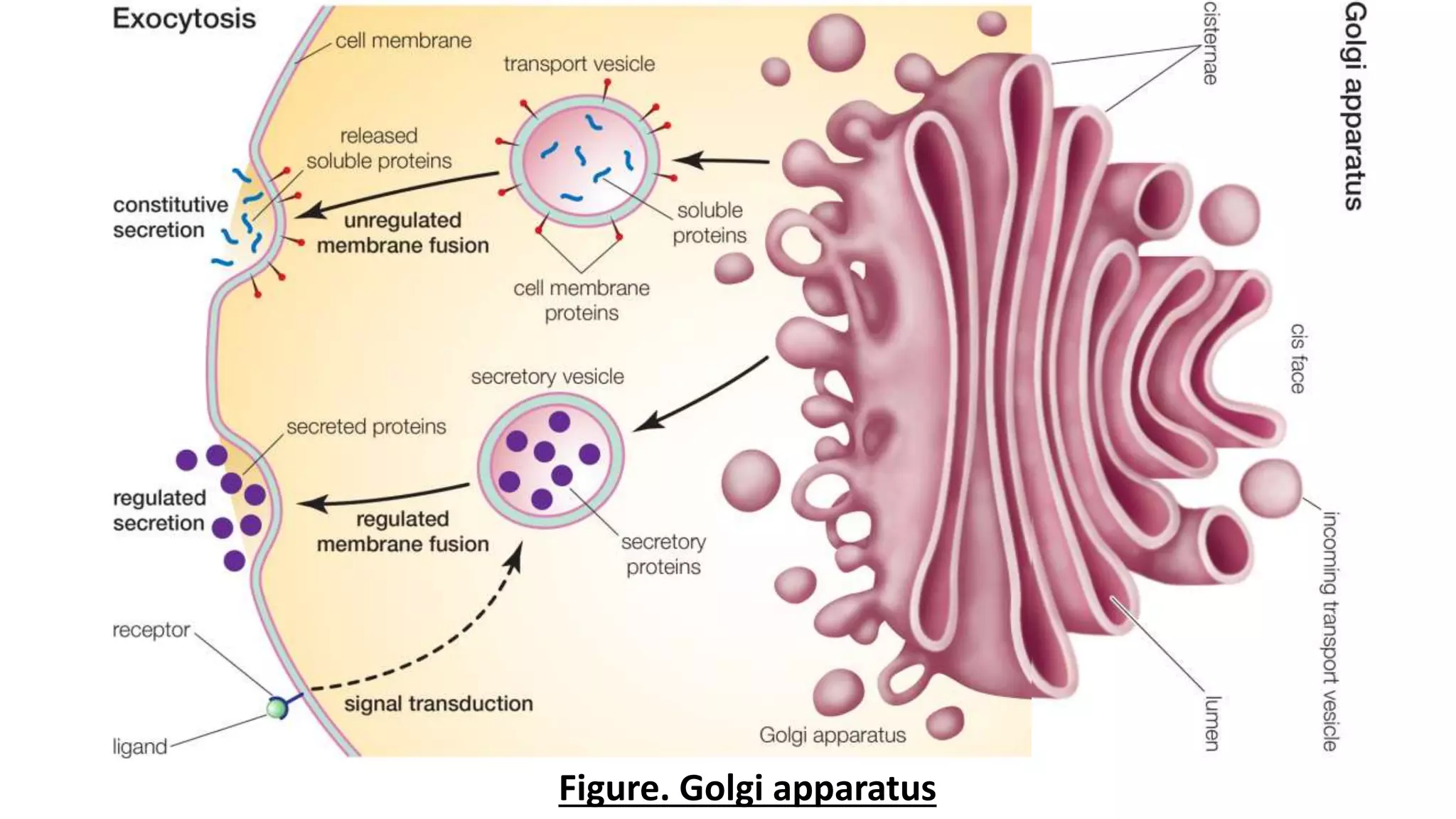 Cellular Classification, Sub-cellular organelles | PPTX