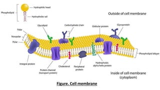 Cellular Classification, Sub-cellular organelles | PPTX