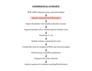 Mdb lab 2 lecture agarose gels | PPT
