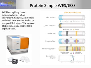 MDC Connects: Cell-based screening: Old dogs with new tricks | PPT