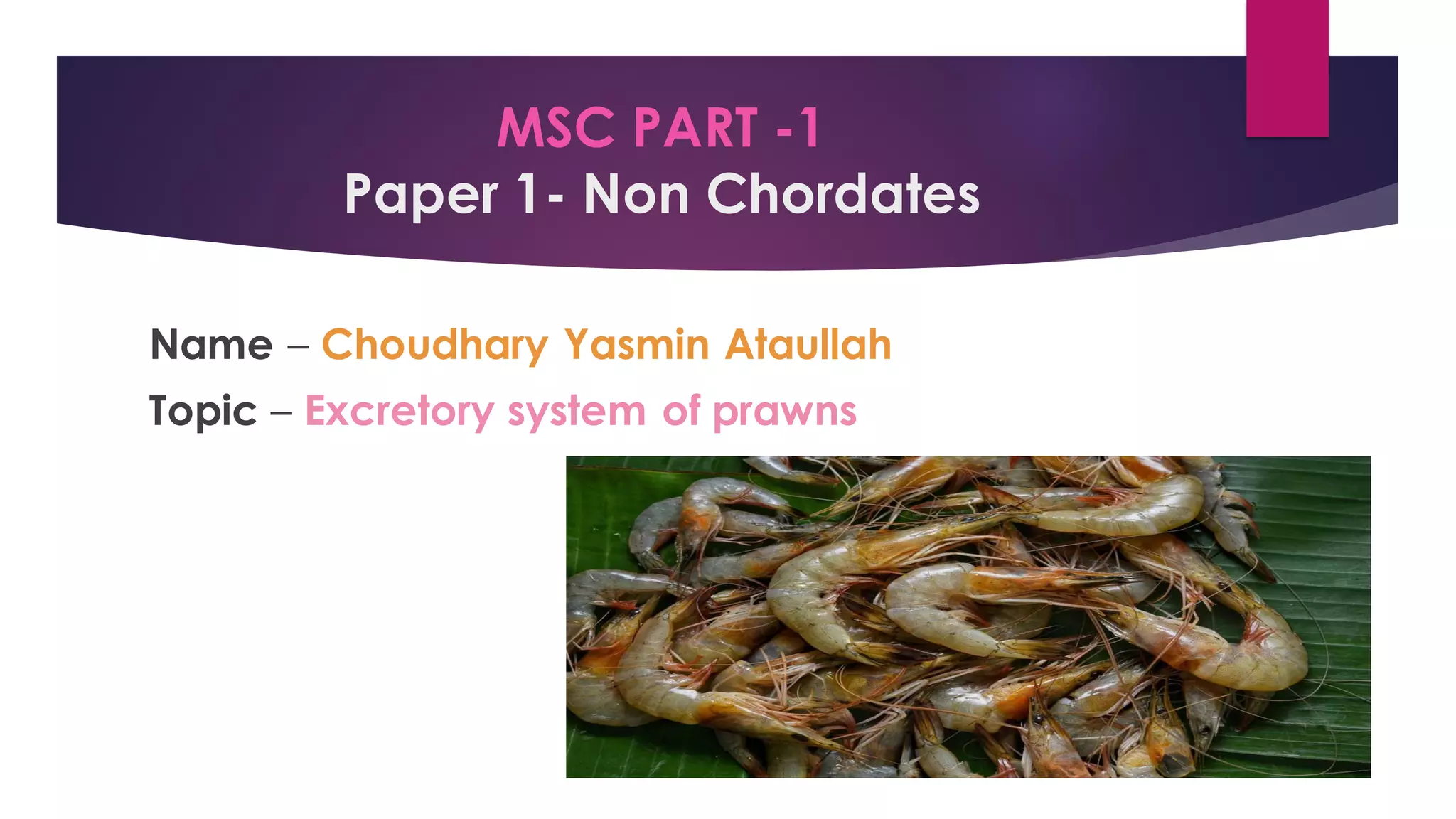 COLLEGE ( EXCRETORY SYSTEM OF PRAWNS).pdf