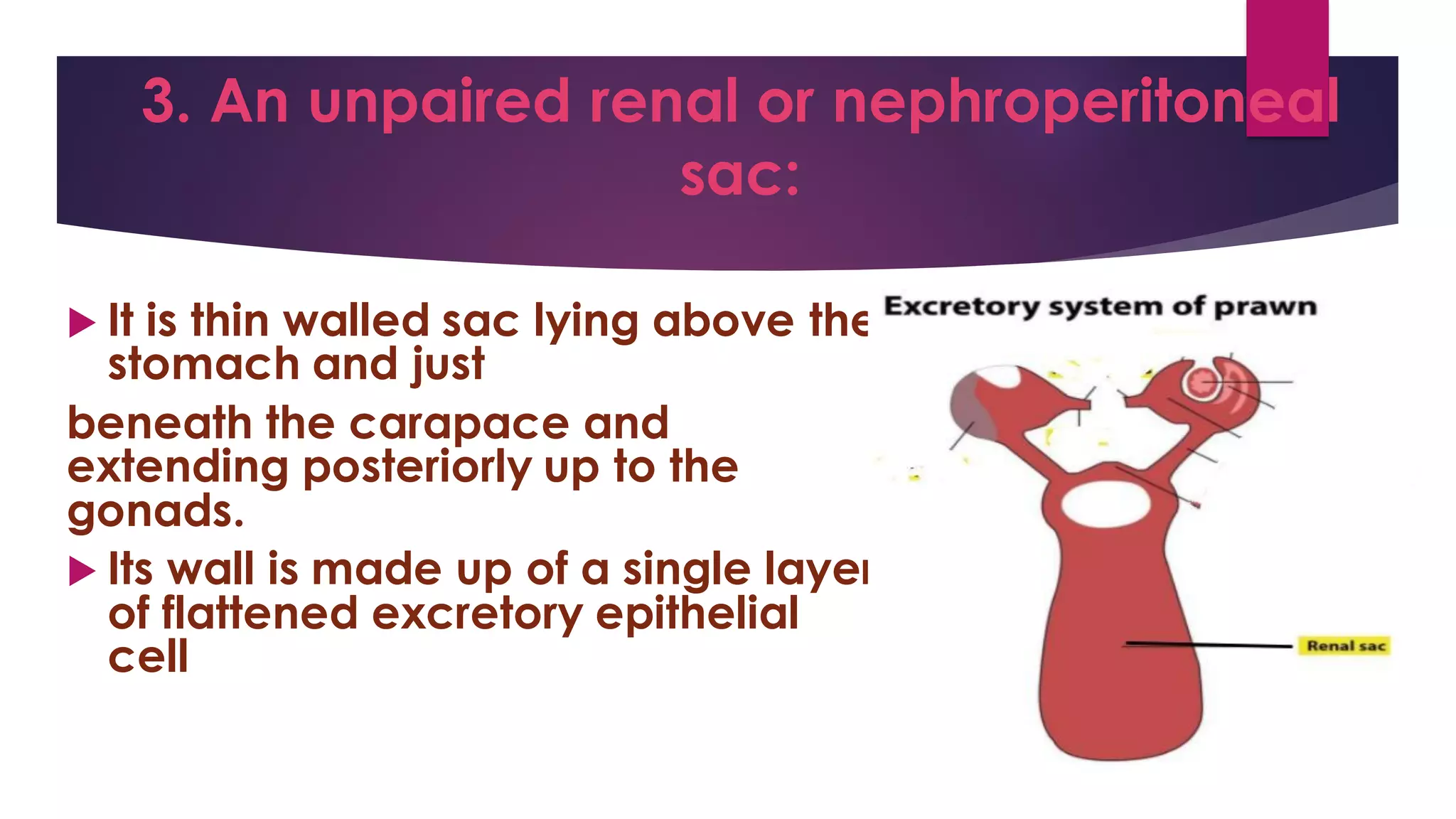 COLLEGE ( EXCRETORY SYSTEM OF PRAWNS).pdf