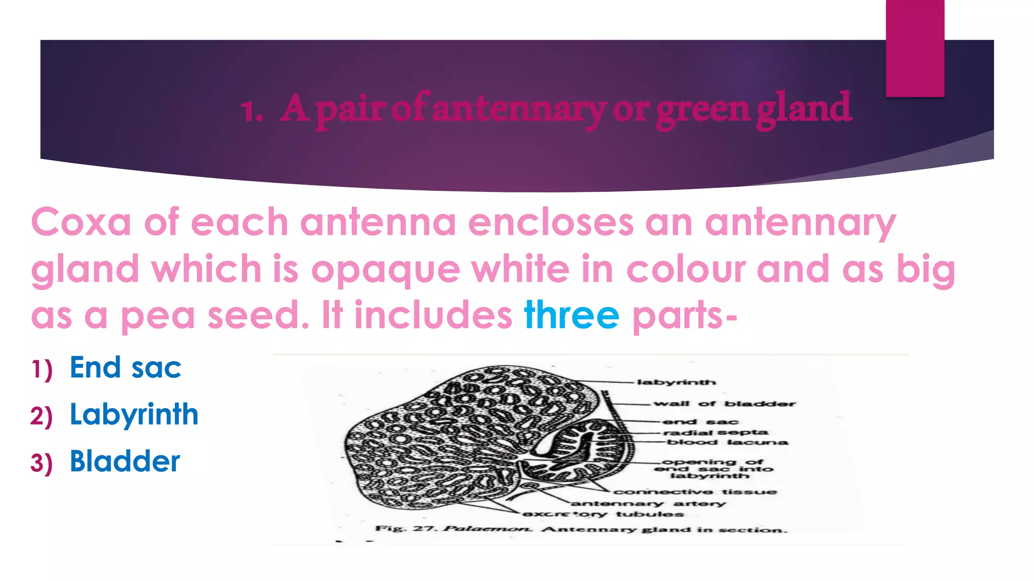 COLLEGE ( EXCRETORY SYSTEM OF PRAWNS).pdf