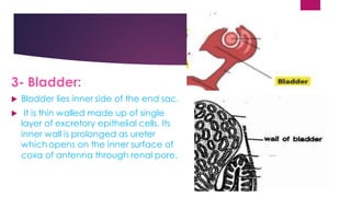 COLLEGE ( EXCRETORY SYSTEM OF PRAWNS).pdf