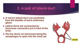 COLLEGE ( EXCRETORY SYSTEM OF PRAWNS).pdf