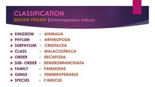 COLLEGE ( EXCRETORY SYSTEM OF PRAWNS).pdf