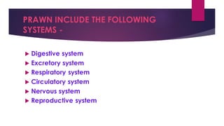 COLLEGE ( EXCRETORY SYSTEM OF PRAWNS).pdf