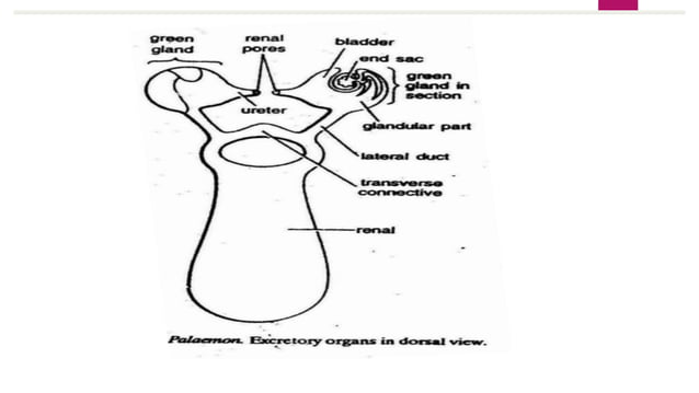 COLLEGE ( EXCRETORY SYSTEM OF PRAWNS).pdf
