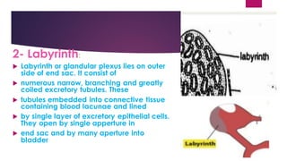 COLLEGE ( EXCRETORY SYSTEM OF PRAWNS).pdf