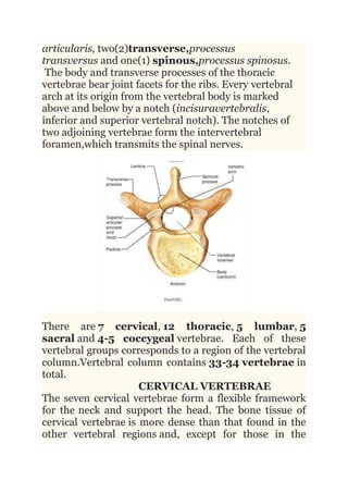 OSTEOLOGY OF THE VERTEBRAE | DOCX