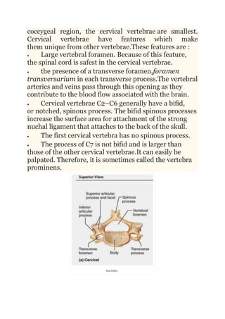 OSTEOLOGY OF THE VERTEBRAE | DOCX