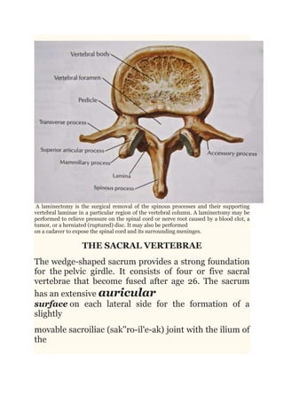 OSTEOLOGY OF THE VERTEBRAE | DOCX