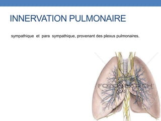 Anatomie du Médiastin | PPT