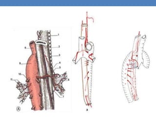 Anatomie du Médiastin | PPT