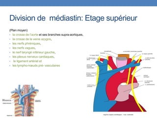 Anatomie du Médiastin | PPT