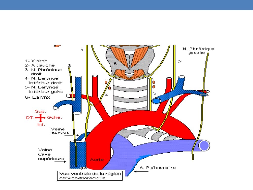 Anatomie du Médiastin