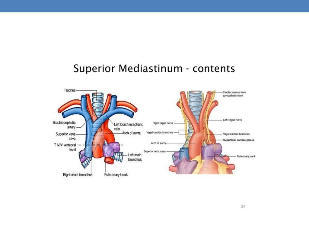 Anatomie du Médiastin