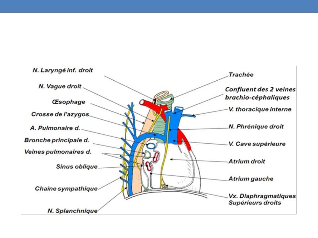 Anatomie du Médiastin