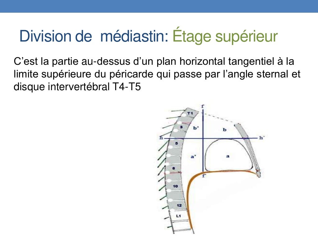 Anatomie du Médiastin