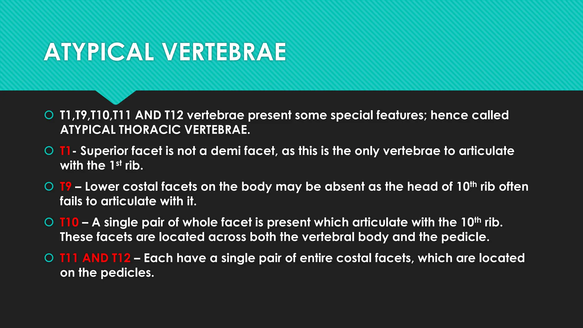 THORACIC VERTEBARE.pdf
