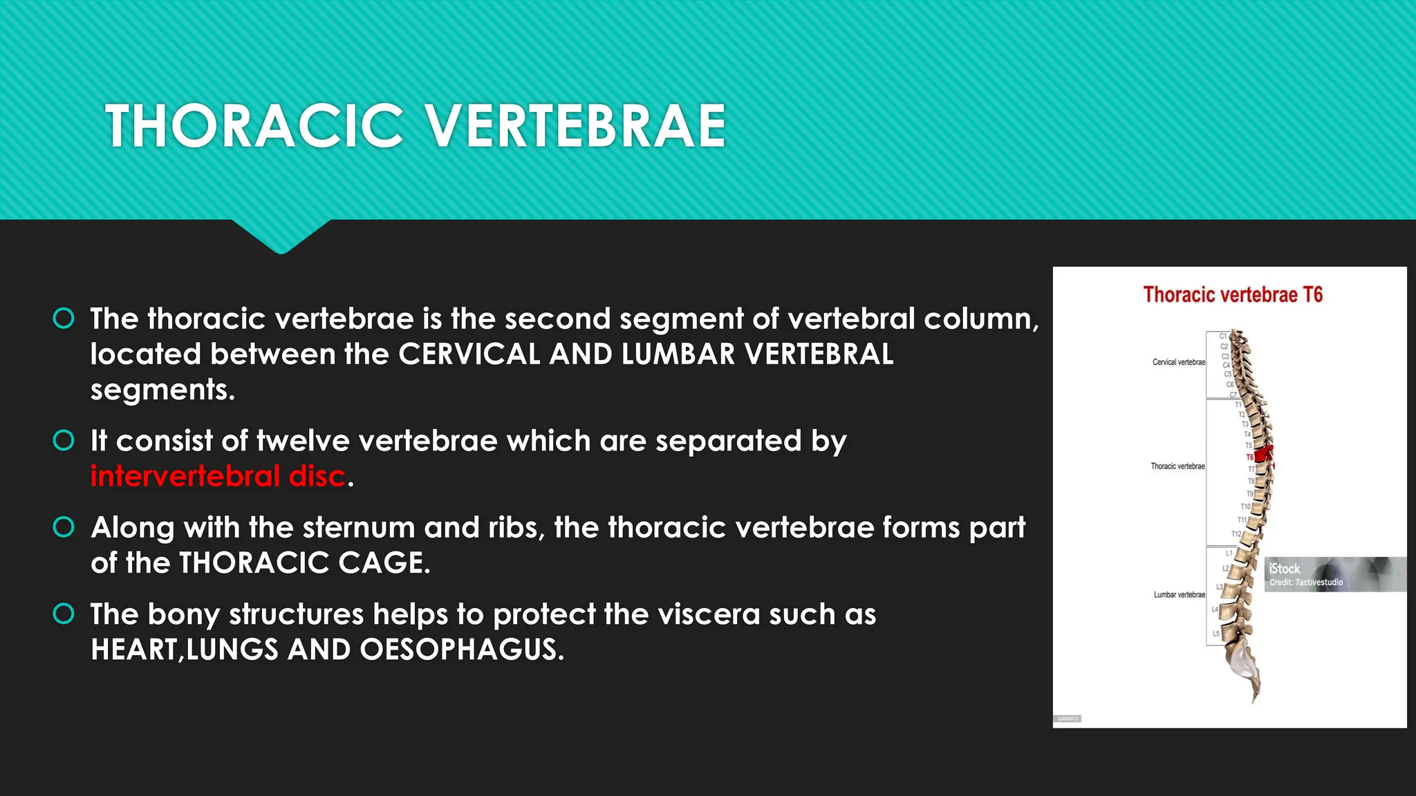 THORACIC VERTEBARE.pdf