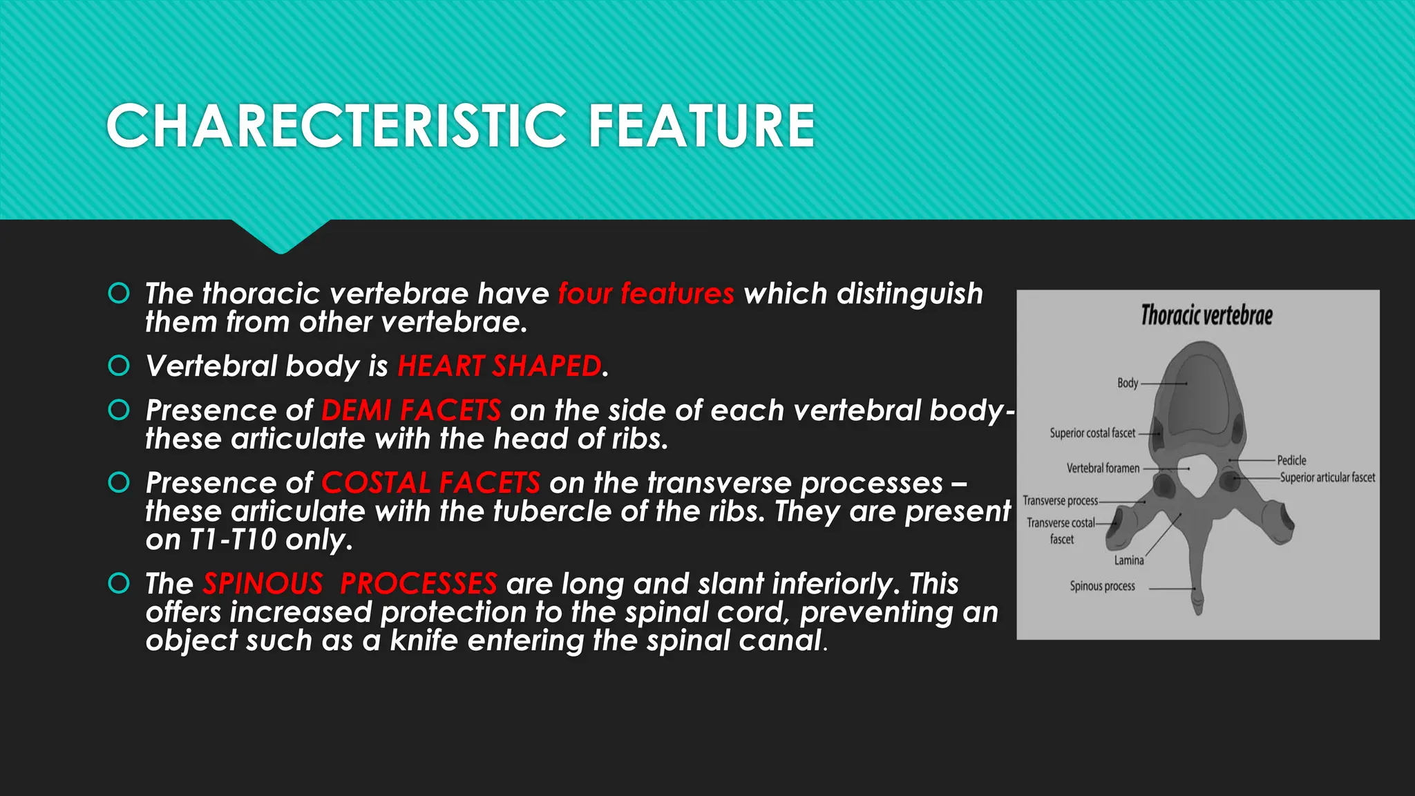 THORACIC VERTEBARE.pdf | Death, Injury, or Military Conflict | Sensitive Topics