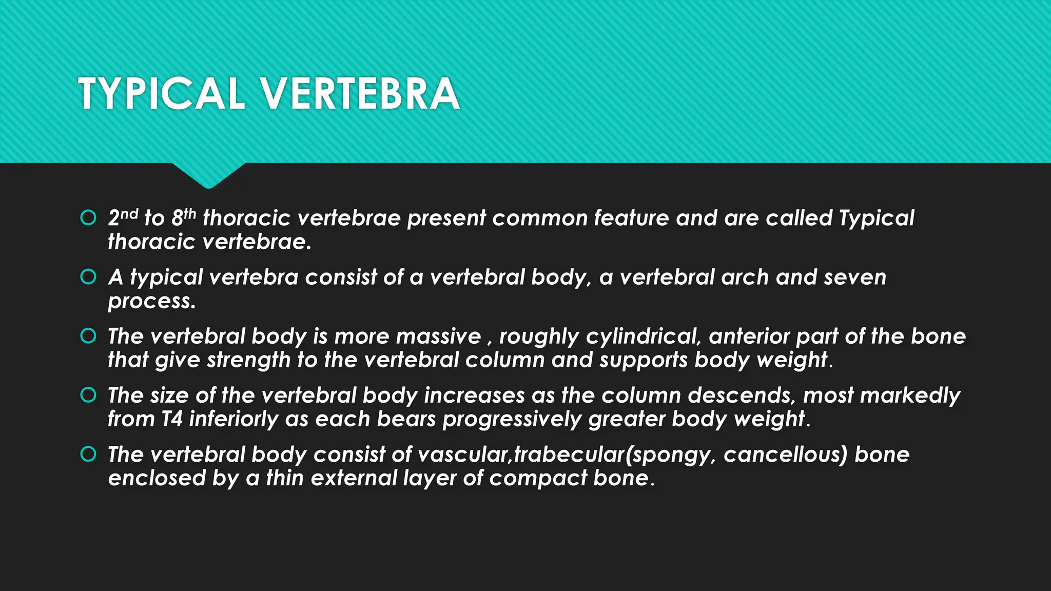 THORACIC VERTEBARE.pdf