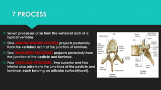 THORACIC VERTEBARE.pdf