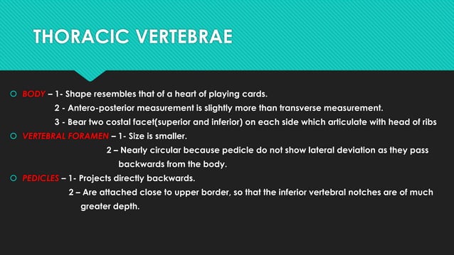 THORACIC VERTEBARE.pdf